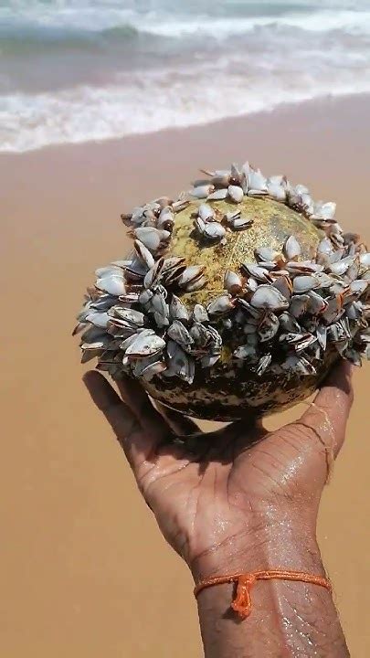 මුහුදේ පාවුණු අමුතු බෝලය🐚⚾ Subscribe පාරක් දාමුත 😁 Short Music Nature Relaxing Trending