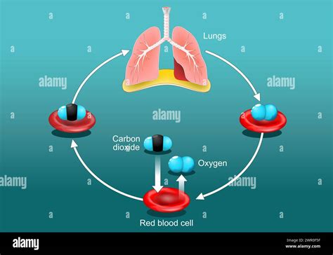 Oxygen And Carbon Dioxide Cycle In Human Gleeson 9 Science Gw3