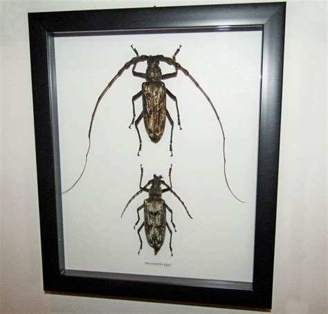 Украшение настенное интерьерное Неоцерамбикс в рамке купить по доступным ценам в интернет