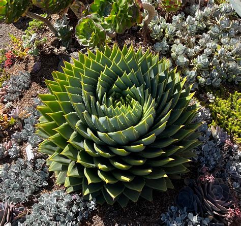 How To Care For An Aloe Polyphylla Spiral Aloe Seascapes Garden Center