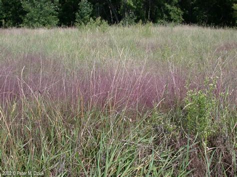 Eragrostis Spectabilis Purple Lovegrass Minnesota Wildflowers