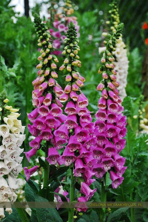 Digitalis Purpurea Dalmatian Purple Common Foxglove Artofit