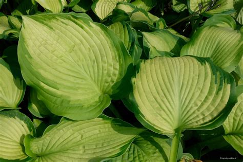 Hosta „Margie's Angel” - Funkia „Margie's Angel” | ogrody wodne