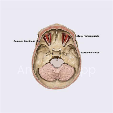 Abducens Nerve Cn Vi Anatomyapp