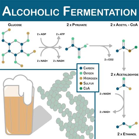 The Fermentation Process Of Alcohol The Pitt News