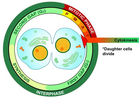 Cytokinesis Labeled Diagram