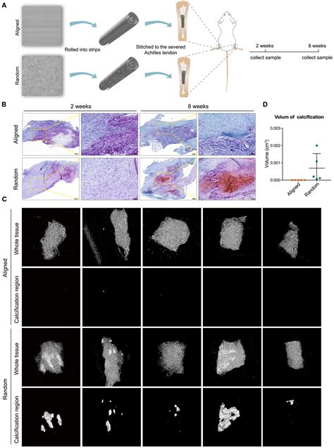 Chromatin Site Specific Accessibility A Microtopography Regulated Door