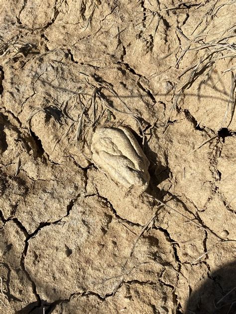 Coprolite Cretaceous The Fossil Forum