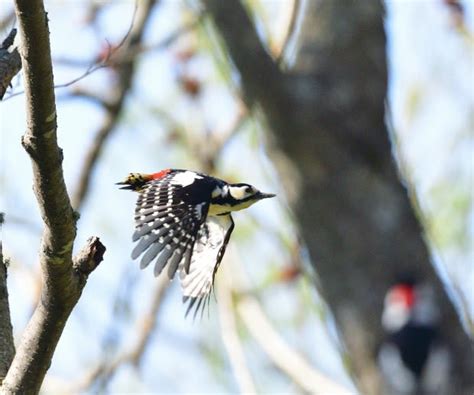 文化展出品作品⑤アカゲラ 野鳥はともだち