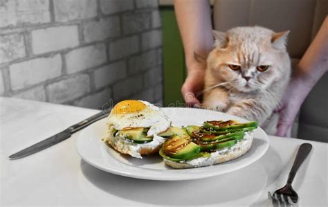 Cat Sitting At The Table And Eating Human Food Sandwiches For Breakfast