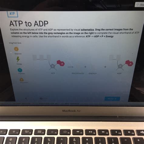Solved Atp To Adp Explore The Structures Of Atp And Adp As