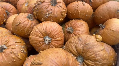 A Close Up Image Showcasing Multiple Orange Pumpkins With Bumpy Warty