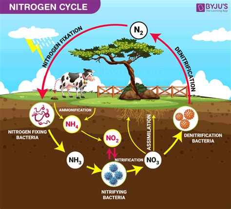 Nitrogen Cycle Easy Diagram