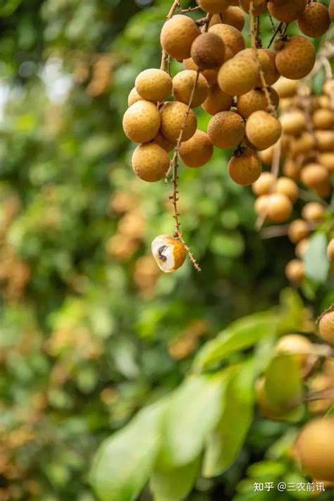 辰颐物语泰国金标龙眼不是所有龙眼都叫金标龙眼 知乎