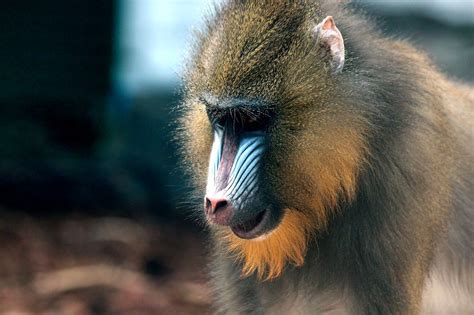 Le Mandrill Du Braconnage à La Déforestation Conservation Nature