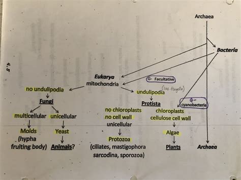 Eukaryotes Diagram Quizlet