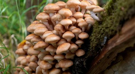 Honey Fungus Identification And Management