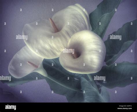 Calla Lily Blossom Stock Photo Alamy