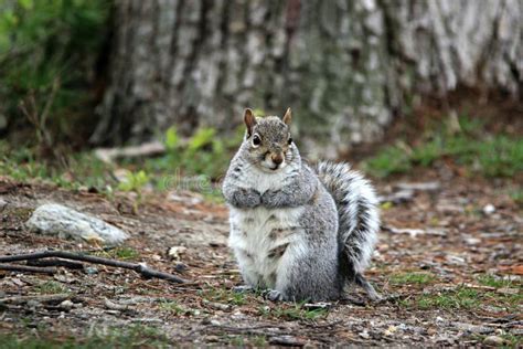 What Does A Pregnant Squirrel Look Like