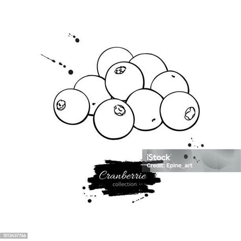 크랜베리 벡터 그림입니다 절연된 베리 분기 흰색 바탕에 스케치 0명에 대한 스톡 벡터 아트 및 기타 이미지 0명 개체 그룹 건강한 생활방식 Istock