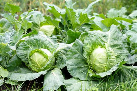 Cabbage Fertilizer Needs Fertilizing Cabbage In The Garden