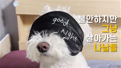 일상브이로그 불안하지만 그냥 살아가는 하루 강아지랑 보내는 날들 Youtube