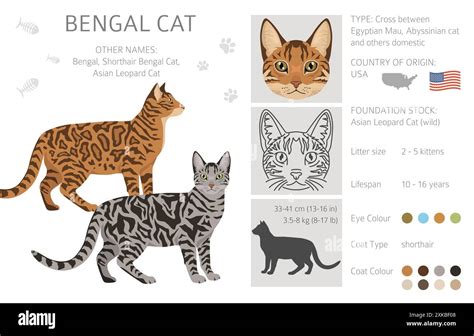 Bengal Breeding Stock Vector Images Alamy