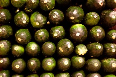 Holiness Of A Garden By Amanda Lightner Hippocampus Magazine