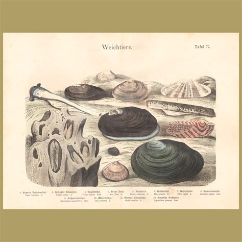 Clam Shell Mussel Shell Tellin Shell Genuine Antique Print For Sale