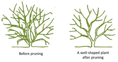 Pruning Basics For Trees And Shrubs Prune Trees And Shrubs Tree Pruning