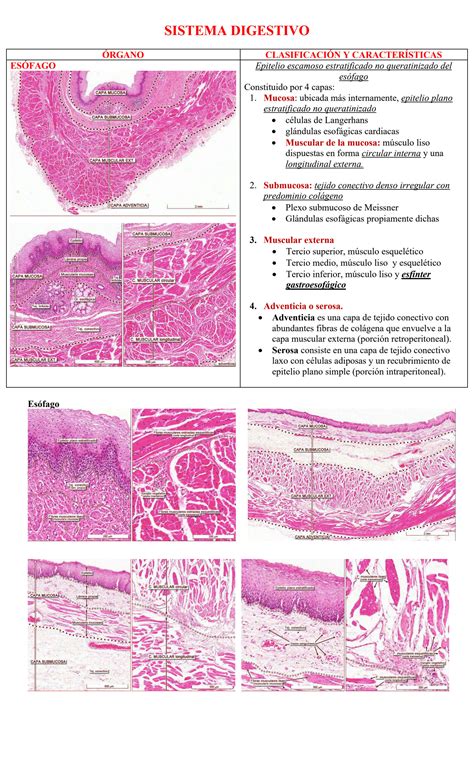 Solution Histologia Sistema Digestivo Studypool