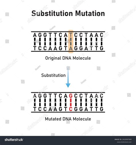 Substitution Mutation Scientific Design Vector Illustration Stock