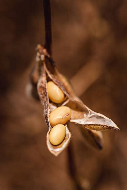 Soybean Seed Structure