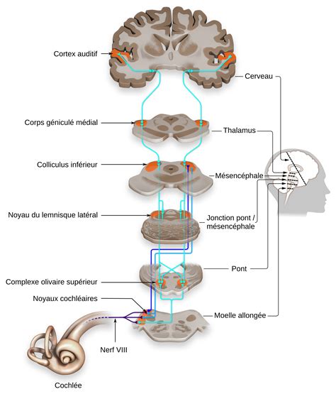 Organisation Tonotopique Du Cortex Auditif Primaire Chez Lhumain Planet Vie
