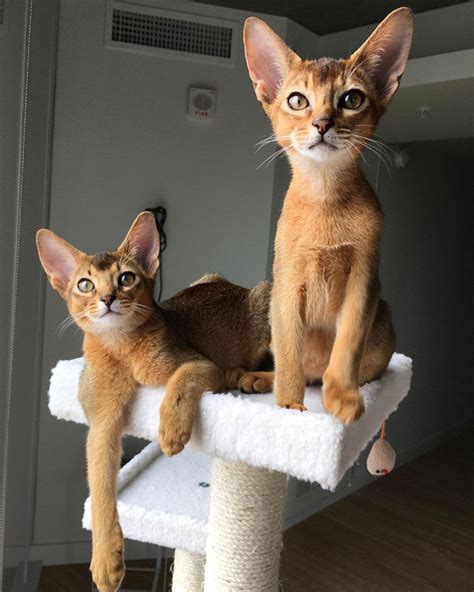 30 Unique Cat Breeds That Stand Out From The Crowd Singapura Cat Cat