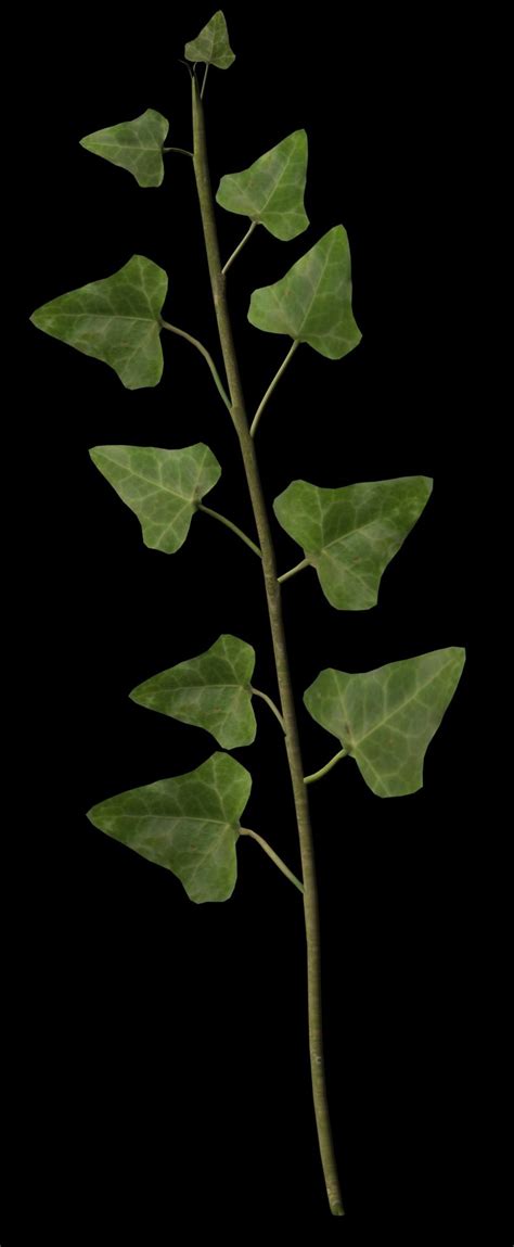 Ivy 1 3ds 3d Model 25 3ds C4d Lwo Max Free3d