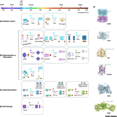 Optogenetics For Transcriptional Programming And Genetic Engineering