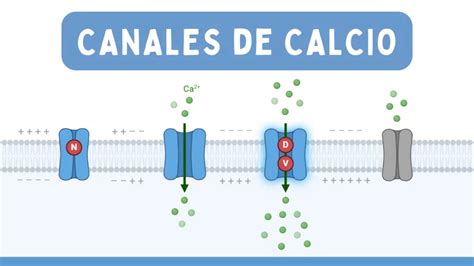 ¿qué Son Los Bloqueadores De Canales De Calcio Guía De Salud Vidaliax