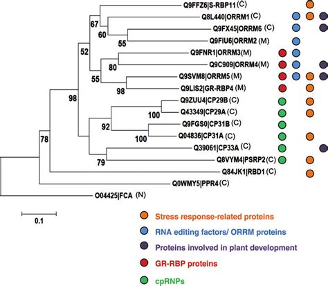 Phylogenetic Tree Based On The Amino Acid Sequences Of The Rrm In Download Scientific Diagram