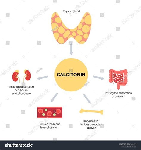 Calcitonin Gland Where It Is Produced At Bruce Macias Blog