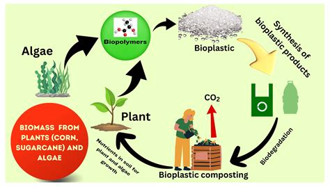 Ecotoxicological Impact Of Bioplastics Biodegradation A Comprehensive Review