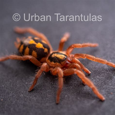 Pumpkin Patch Tarantula Hapalopus Formosus Colombia Urban Tarantulas
