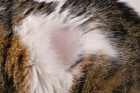 Why Does My Cat Have Bald Spots — Veterinarian In Junction City
