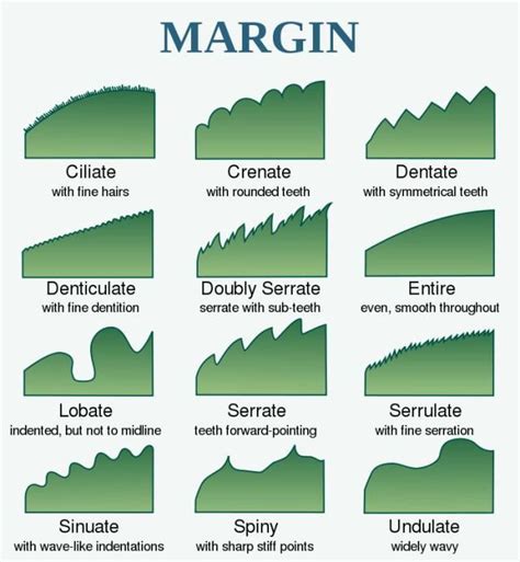 How To Identify A Tree Using Leaf Shape Margin And Venation Trees To Plant Tree
