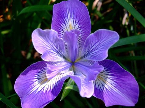 Iris Youtube Com User Yewmchan Videos Yewchan Flickr