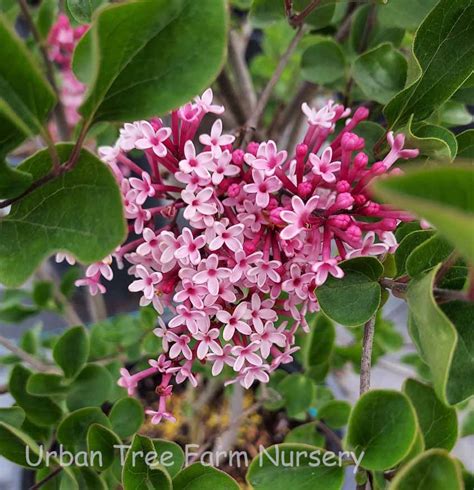 Tinkerbelle Lilac Tree