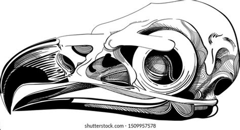 Eagle Skull Drawing