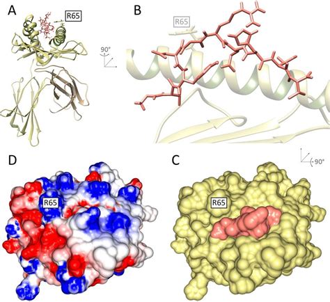 Structure Of A Pmhc Complex A Front View Of The Crystal Structure Download Scientific