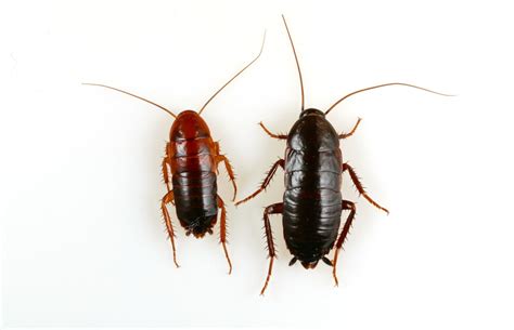 New Cockroach Species Replacing Oriental Roach In Southwest Us Live Science