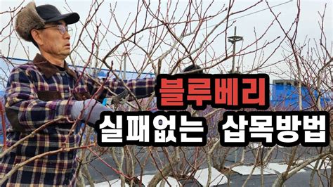 블루베리 삽목방법에 대해서 알아보겠습니다 Youtube